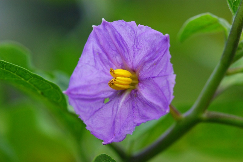 372 - Tản mạn về Hoa cà & Màu tím hoa cà » Thiều Gia Thi Văn Tuyển Tập Lục